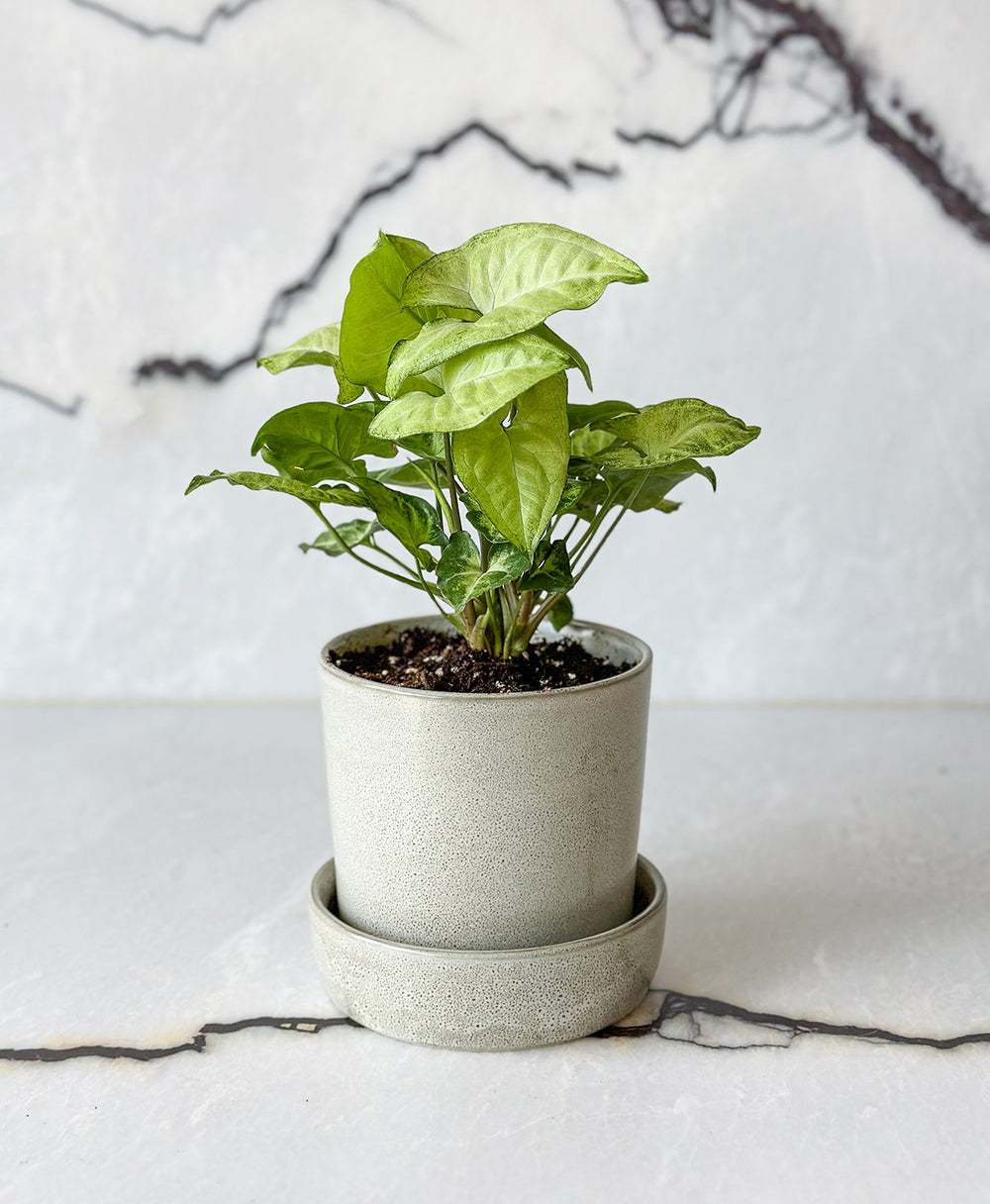 Shop Syngonium White Butterfly Nephthytis | Tonic Blooms