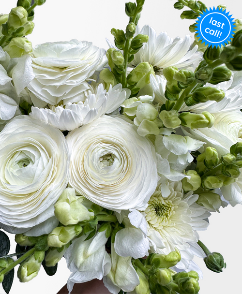 Easy Breezy (20+ stems)