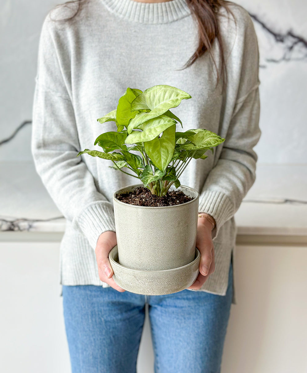 Shop Syngonium White Butterfly Nephthytis | Tonic Blooms
