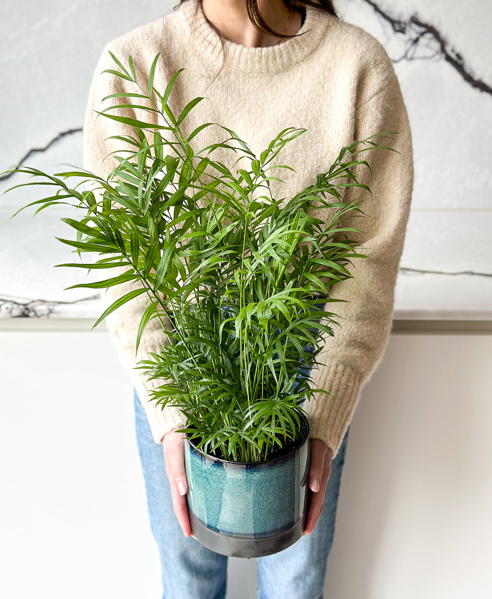 Buy Neanthe Bella Palm for Sale | Tonic Blooms