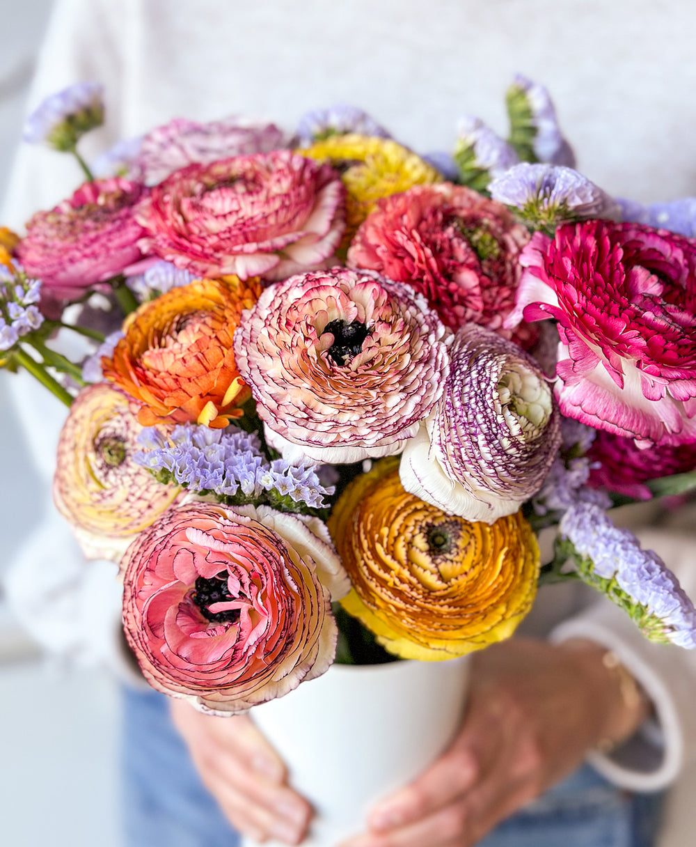 Candy Stripe Ranunculus (18+ stems)