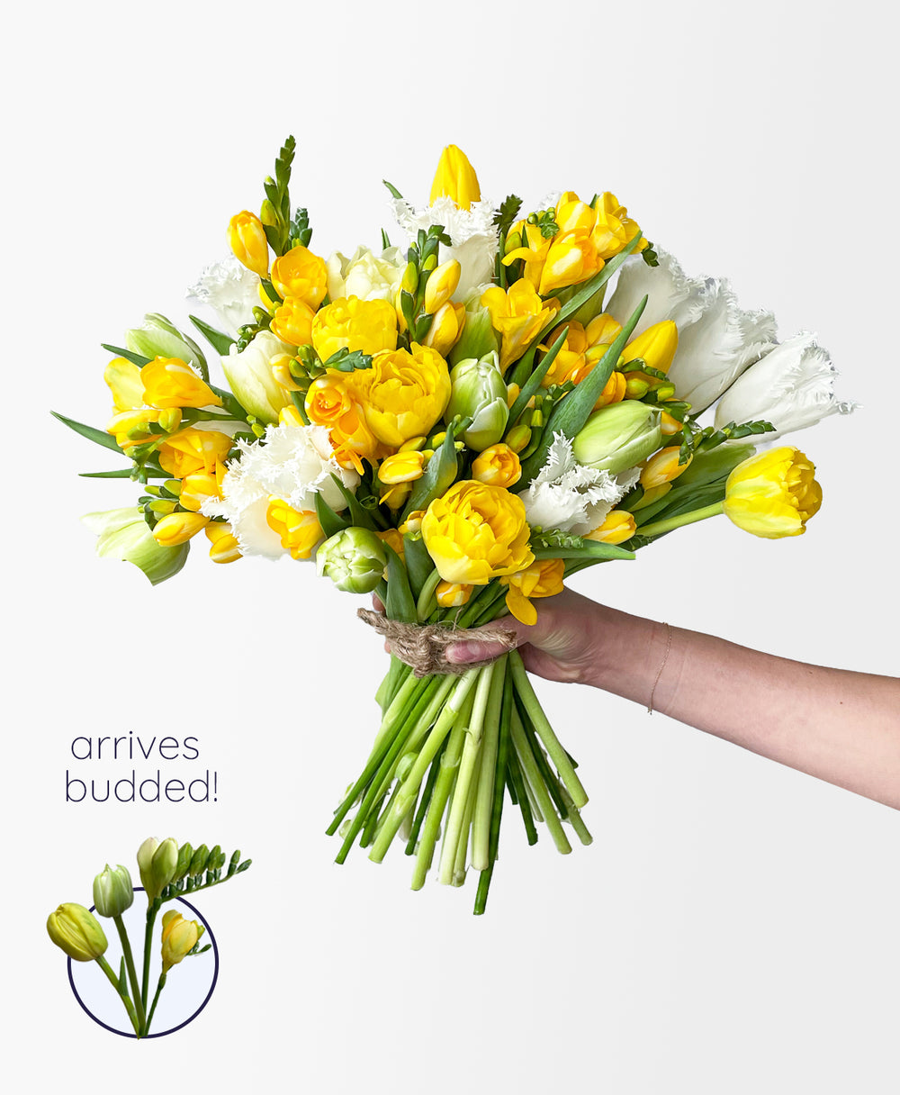 Here Comes the Sun (35 stems)