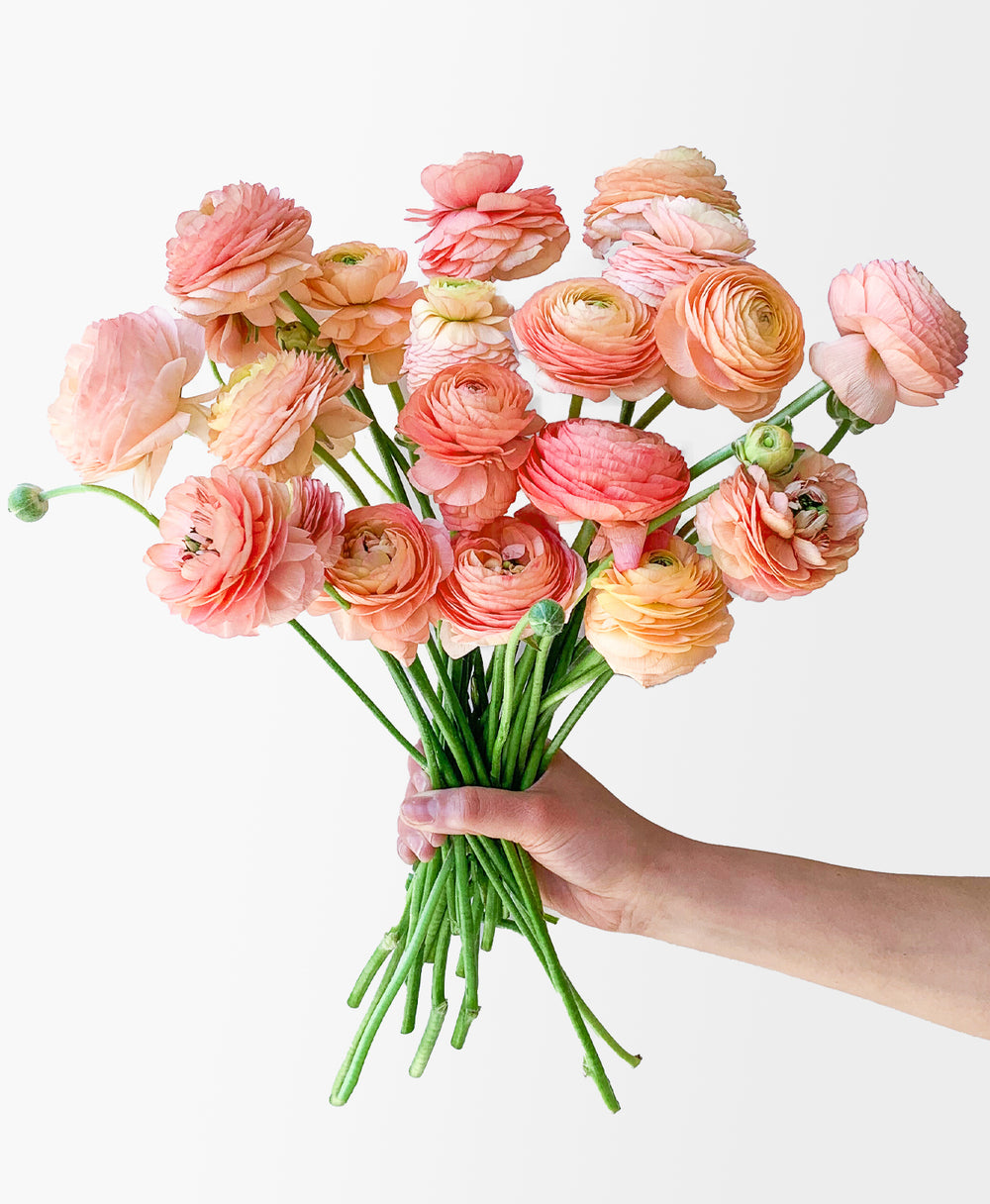 Peach, Please! Ranunculus Fresh Wedding Flowers | Tonic Blooms