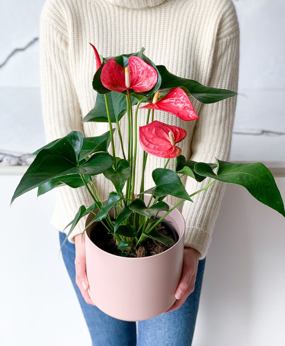 Shop Elegant Ruby Red Anthurium | Indoor Plant