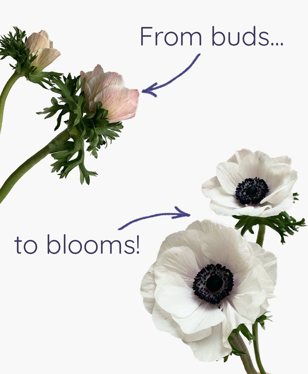 Buy Neutral Friends (15+ Stems) Soft Floral Mix | Elegant Bouquets
