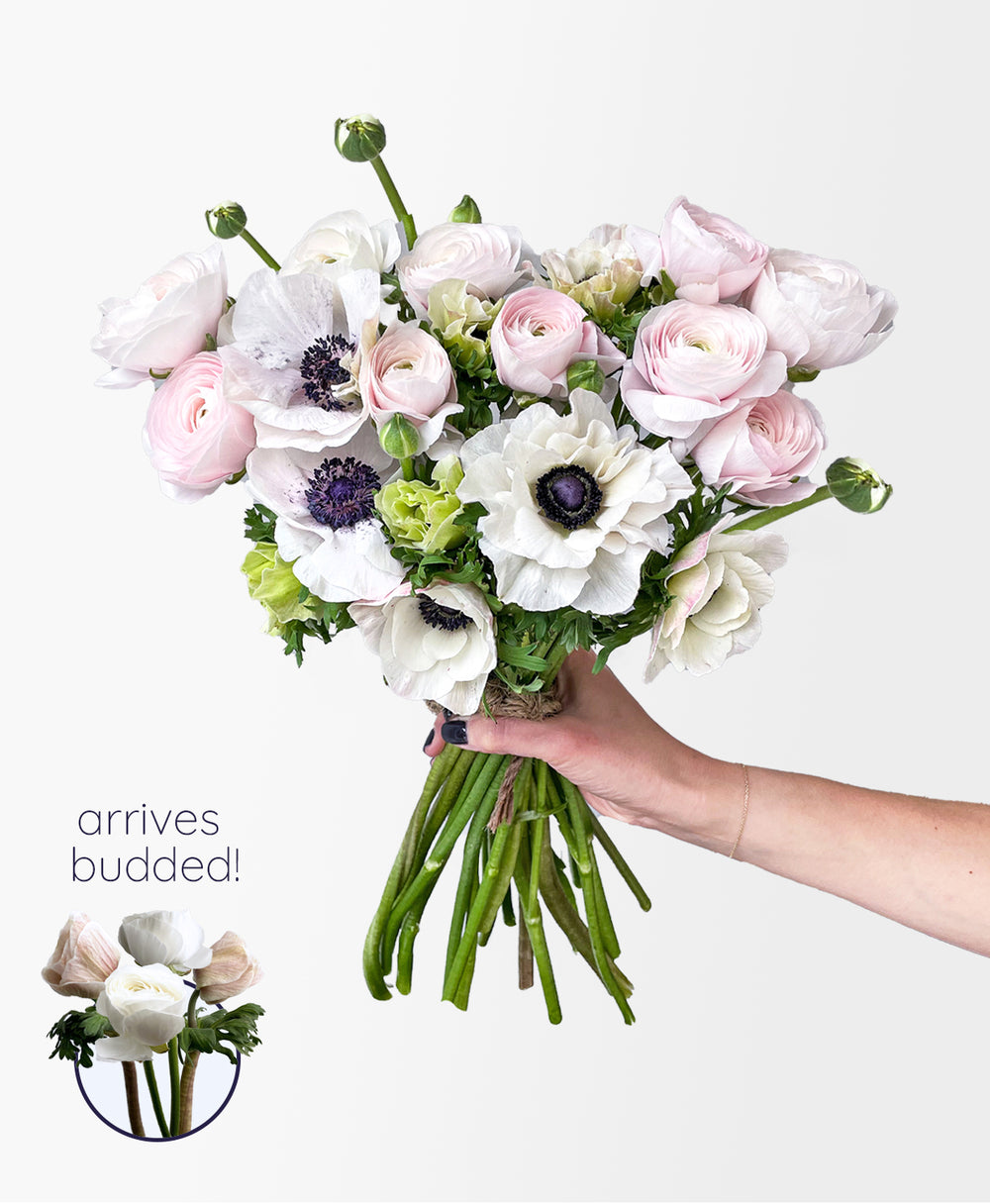 Dream Team Duo (18+ stems)