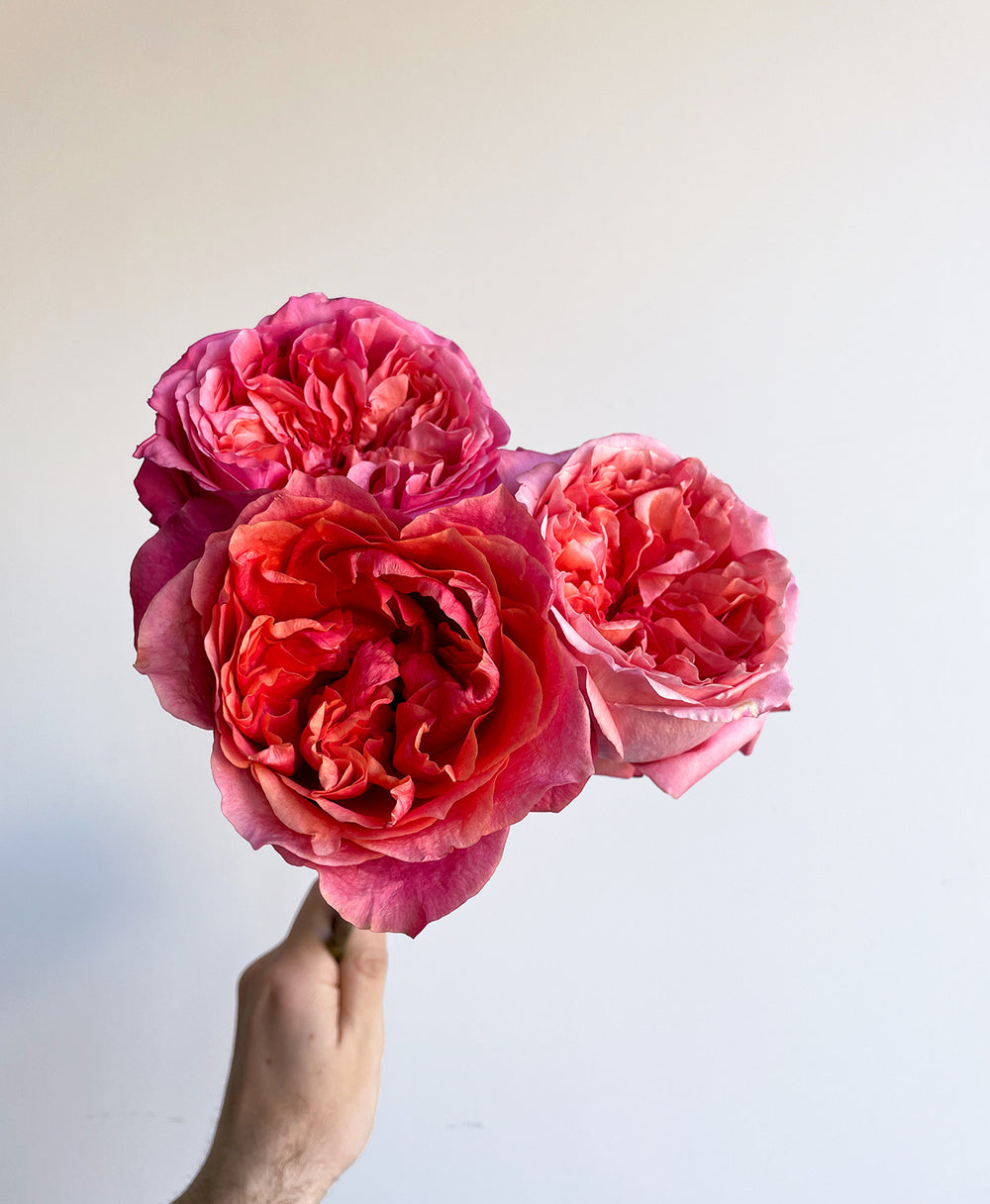 Expression Yourself Garden Roses (12 stems)