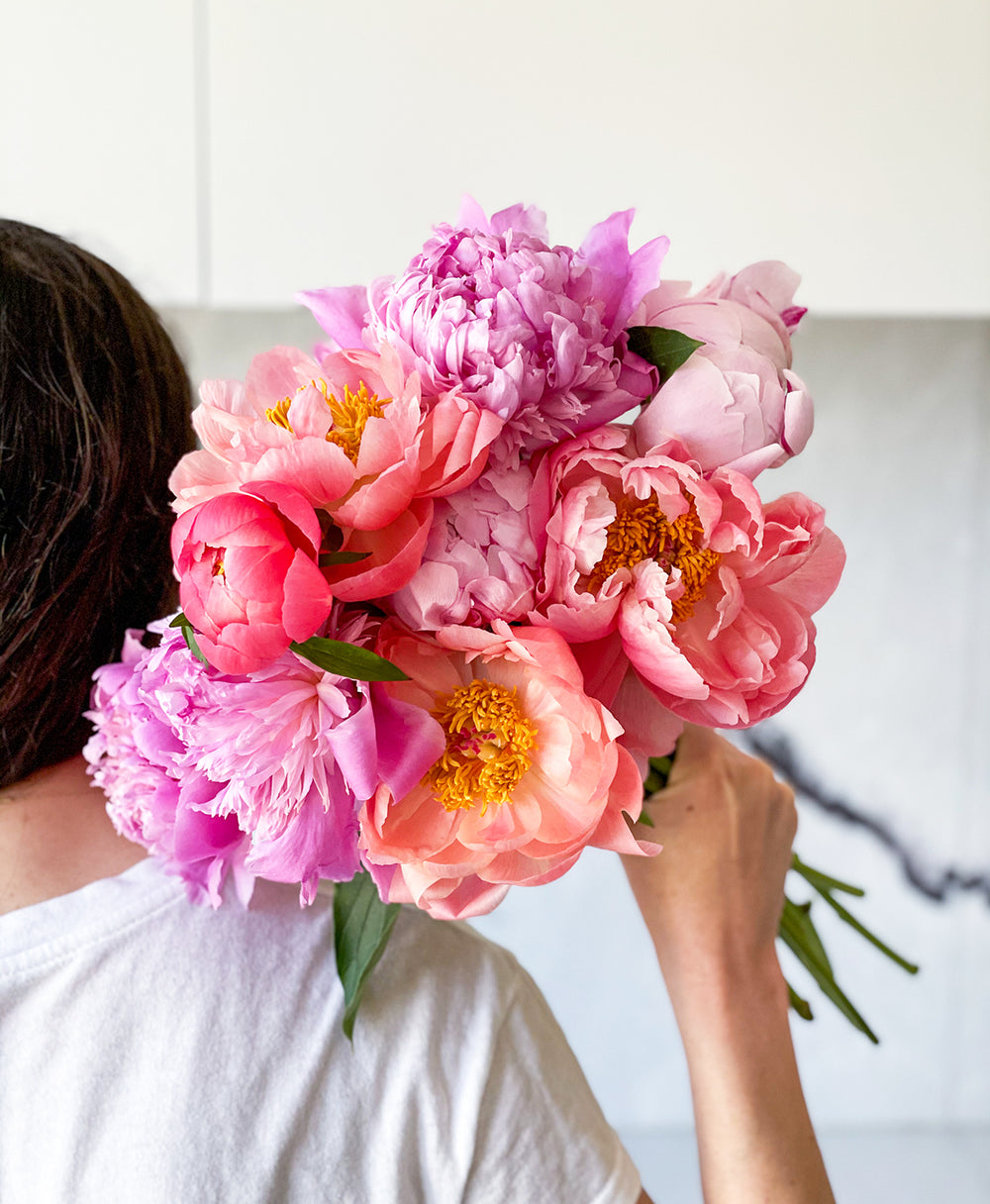 Peonies Cut Flowers | Tonic Blooms
