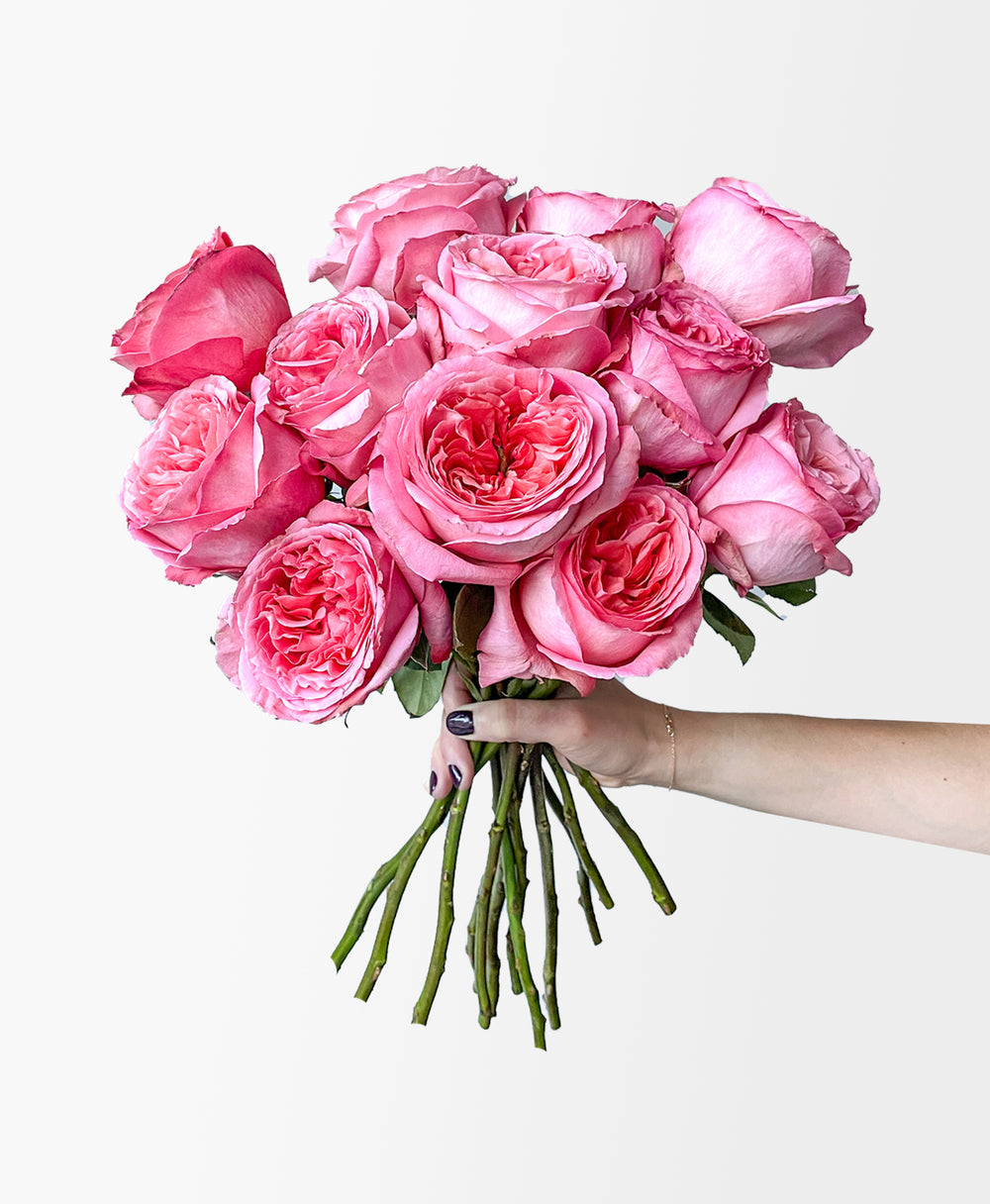 Pink Expression Garden Roses (12 stems) - Flower Care