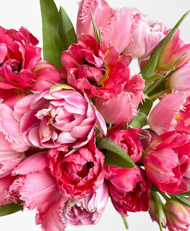 Tonic Blooms | on demand and same-day Toronto flower delivery