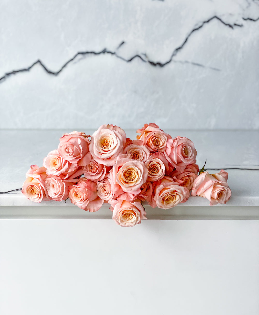 Buy Shimmer Peach Garden Rose on Sale | Tonic Blooms