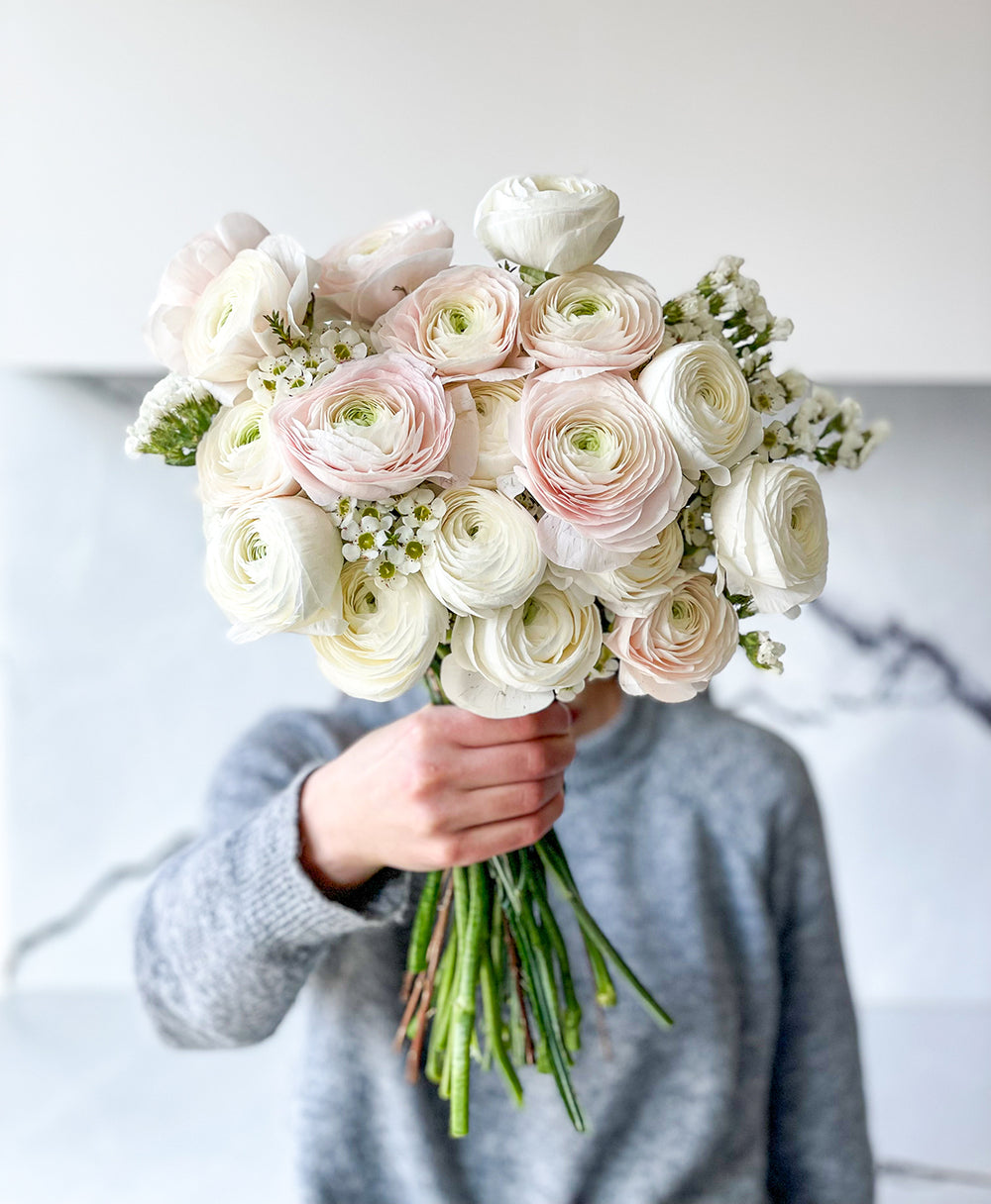 First Blush Ranunculus (18+ stems)